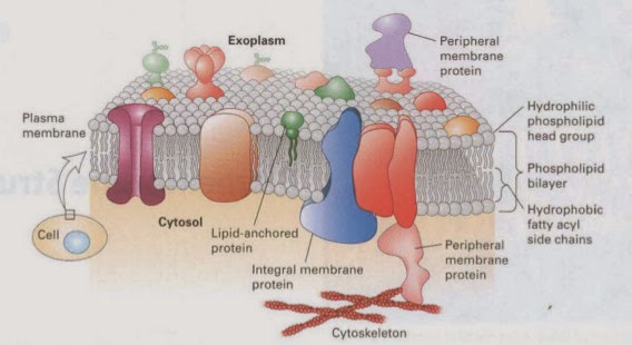 Propanona: Biomembranas y arquitectura celular.