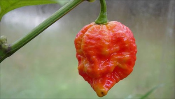 Dary Chica: El chile más picante del mundo...