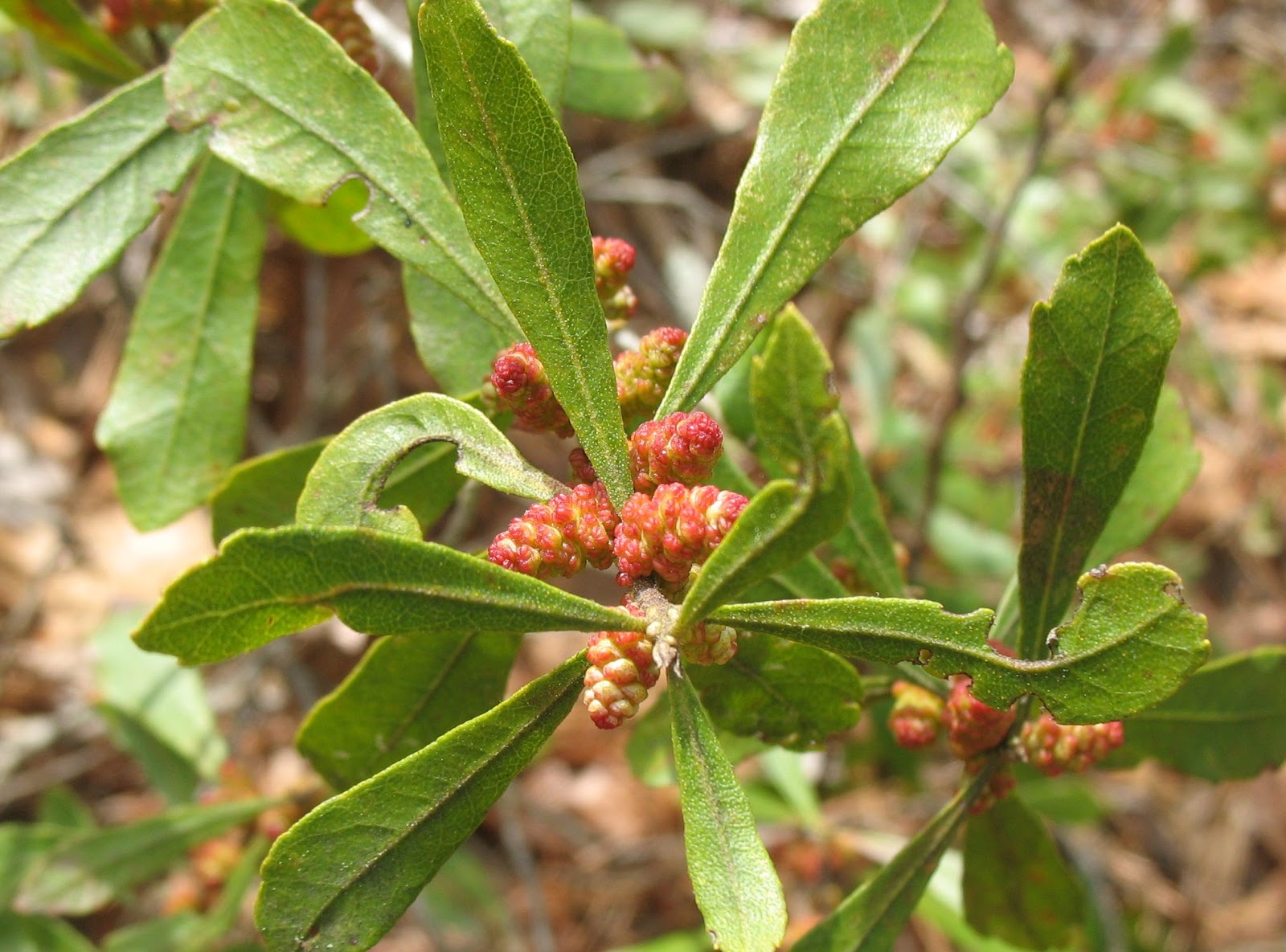 Using Georgia Native Plants: Myrtles All Around