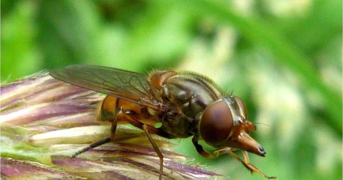 Insects of Scotland: Hoverflies