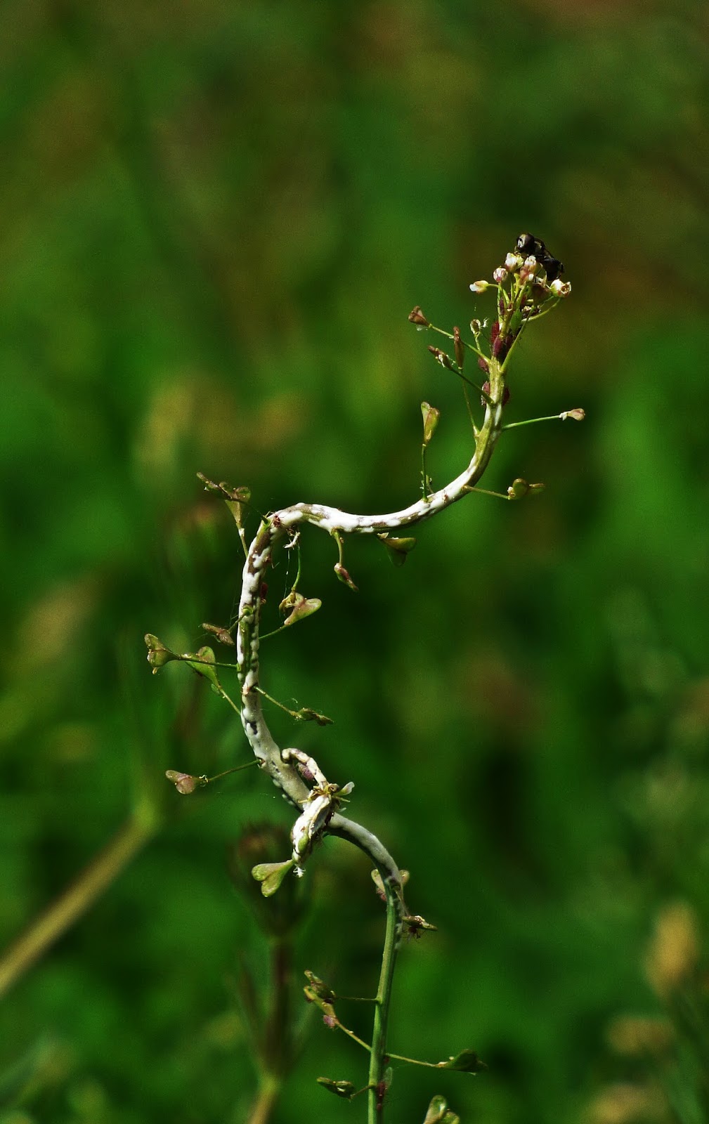 Setas y Hongos de Tineo : ALBUGO CANDIDA (Pers.) Roussel