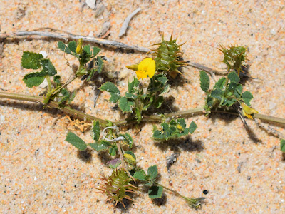 Plantas: Beleza e Diversidade: Luzerna-do-litoral (Medicago littoralis)
