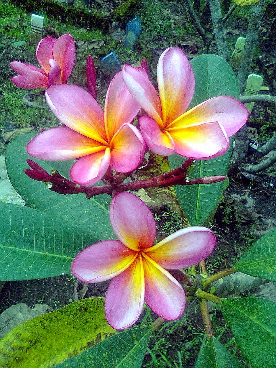 Terpopuler 27+ Manfaat Bunga Jepun