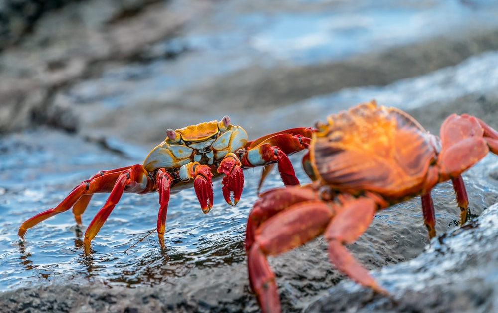 Types Of Crabs: Edible Or Not?