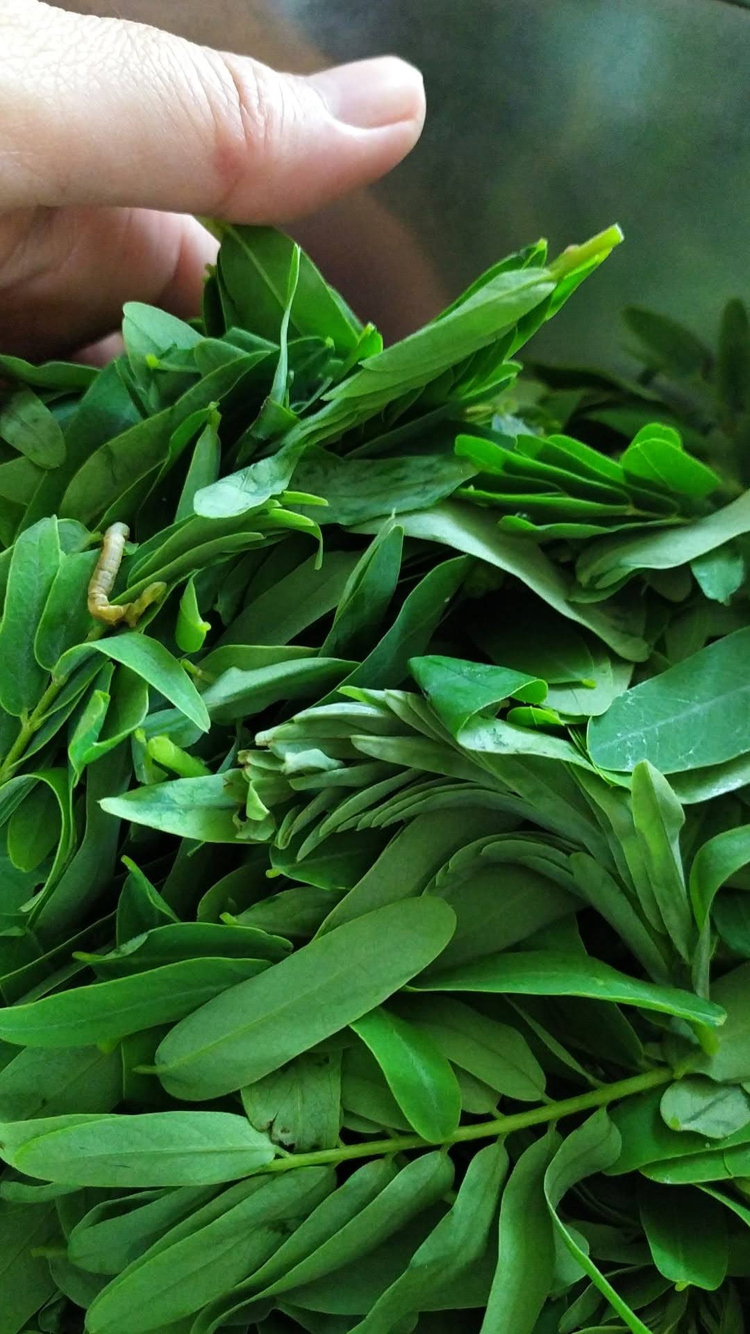 Yan's Family, Frens, Travel, And Food Journal: Daun Turi Masak Lemak.