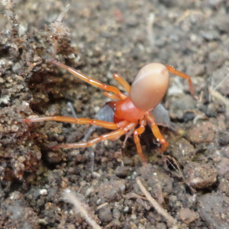 Bichos en Antofagasta: Dysdera crocata