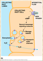 USMLE COMLEX Study Guides : First Aid Renal Physiology Part ll