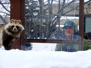 Hokkaido Kudasai: What is a Tanuki?