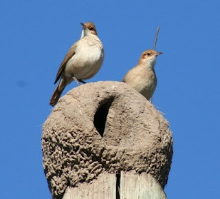 Realidad Sanluiseña: El Hornero Un Pájaro: Un Gran Trabajador