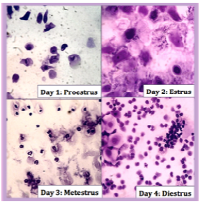 Apusan Vagina Mencit (Vagina Swab), dan Siklus Estrus pada Mencit ...