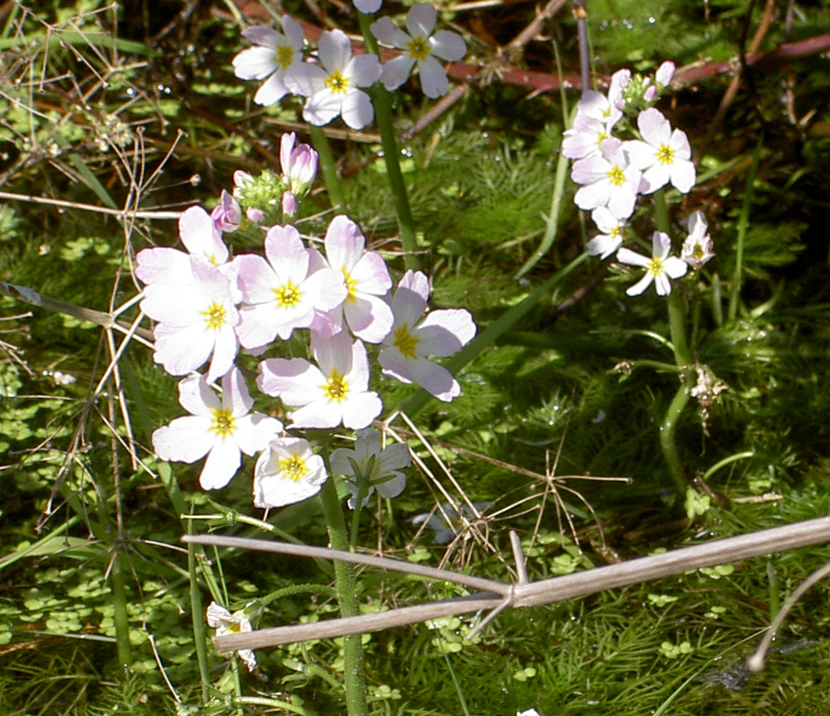 Sentir con Flores de Bach - Pilar Vidal Clavería: En los opuestos ...