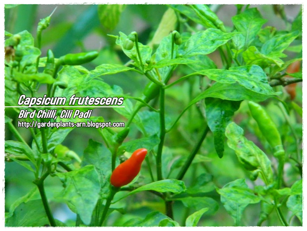 Garden Plants Cik Arn: Capsicum frutescens