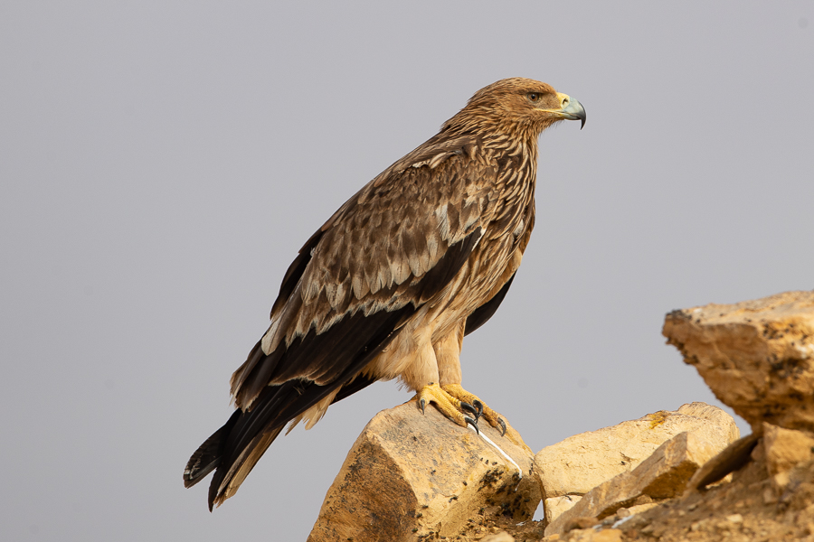 Birds of Saudi Arabia: Eastern Imperial Eagles - Ushaiqer