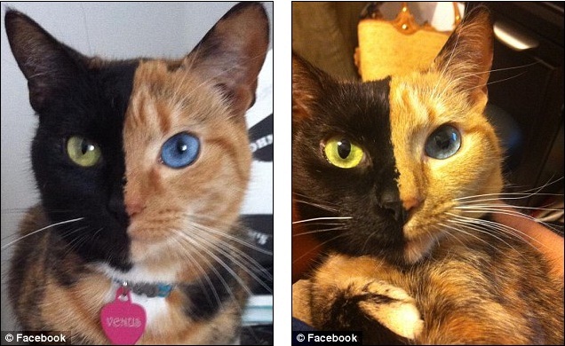 Who are you calling two-faced? Meet Venus the famous chimera cat who's ...