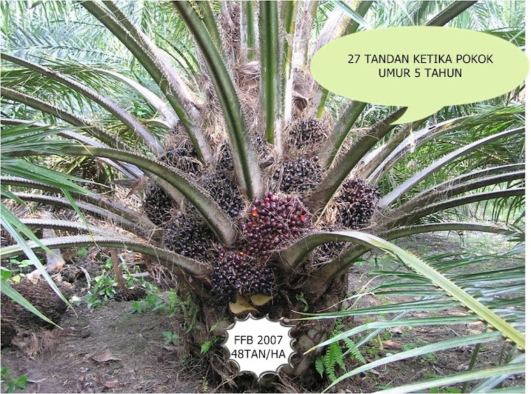 BAJA KELAPA SAWIT,GETAH DAN BUAH-BUAHAN