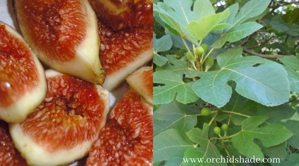 Cultivation of Fig in the right way and test
