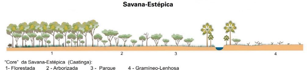 Onde as Plantas Crescem - Chernossolos