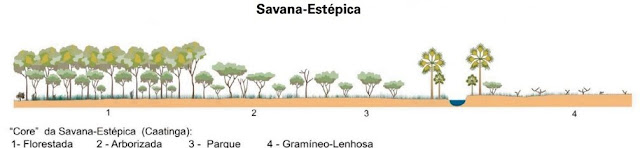 Onde as Plantas Crescem - Chernossolos