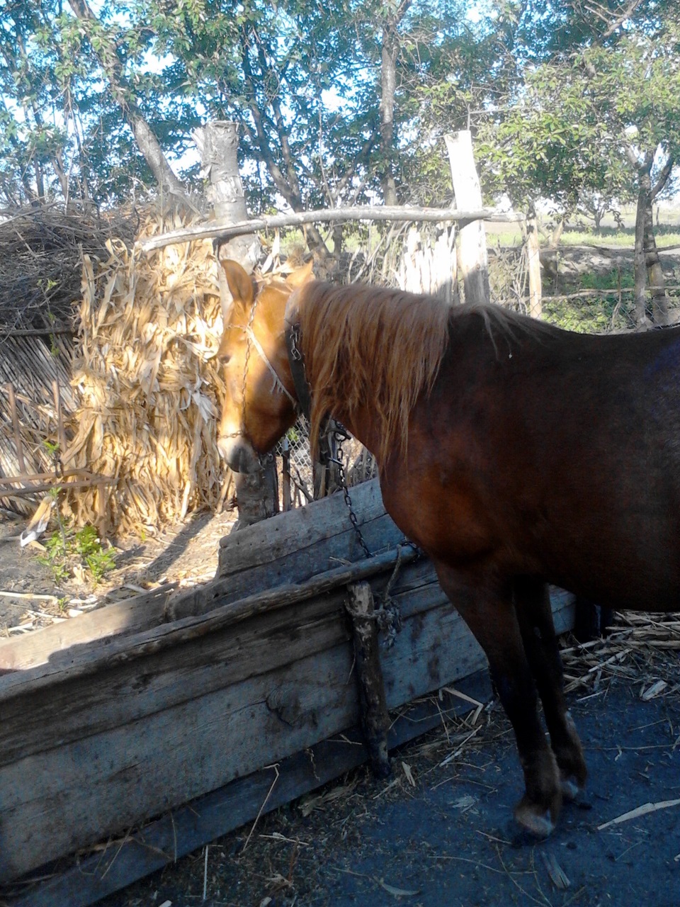 Un cal frumos | Prepelite si nu numai in Botosani