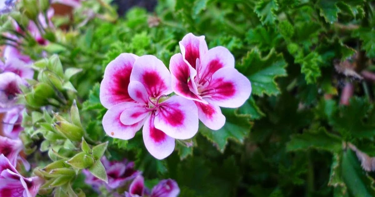 Geranium «geranio» - Id Plantae
