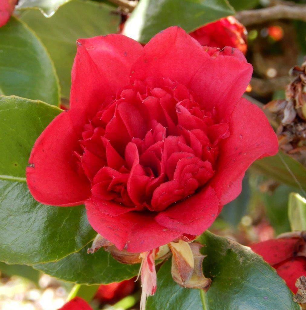 The Garden at Possum Creek: Mum's Red Camellia