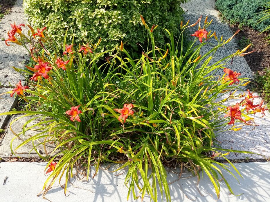 Future Plants by Randy Stewart: Daylily
