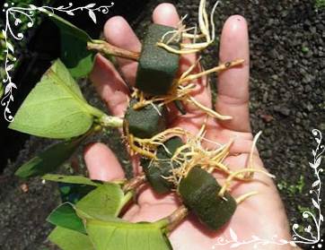 Cara stek pohon jambu agar berbuah lebat - Manfaat mencangkok tanaman