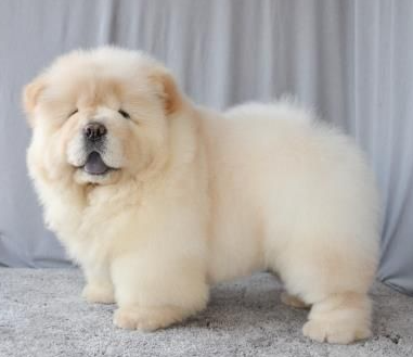 Original Breed Chow Chow Puppy For Sale | Chow Chow Price Nepal