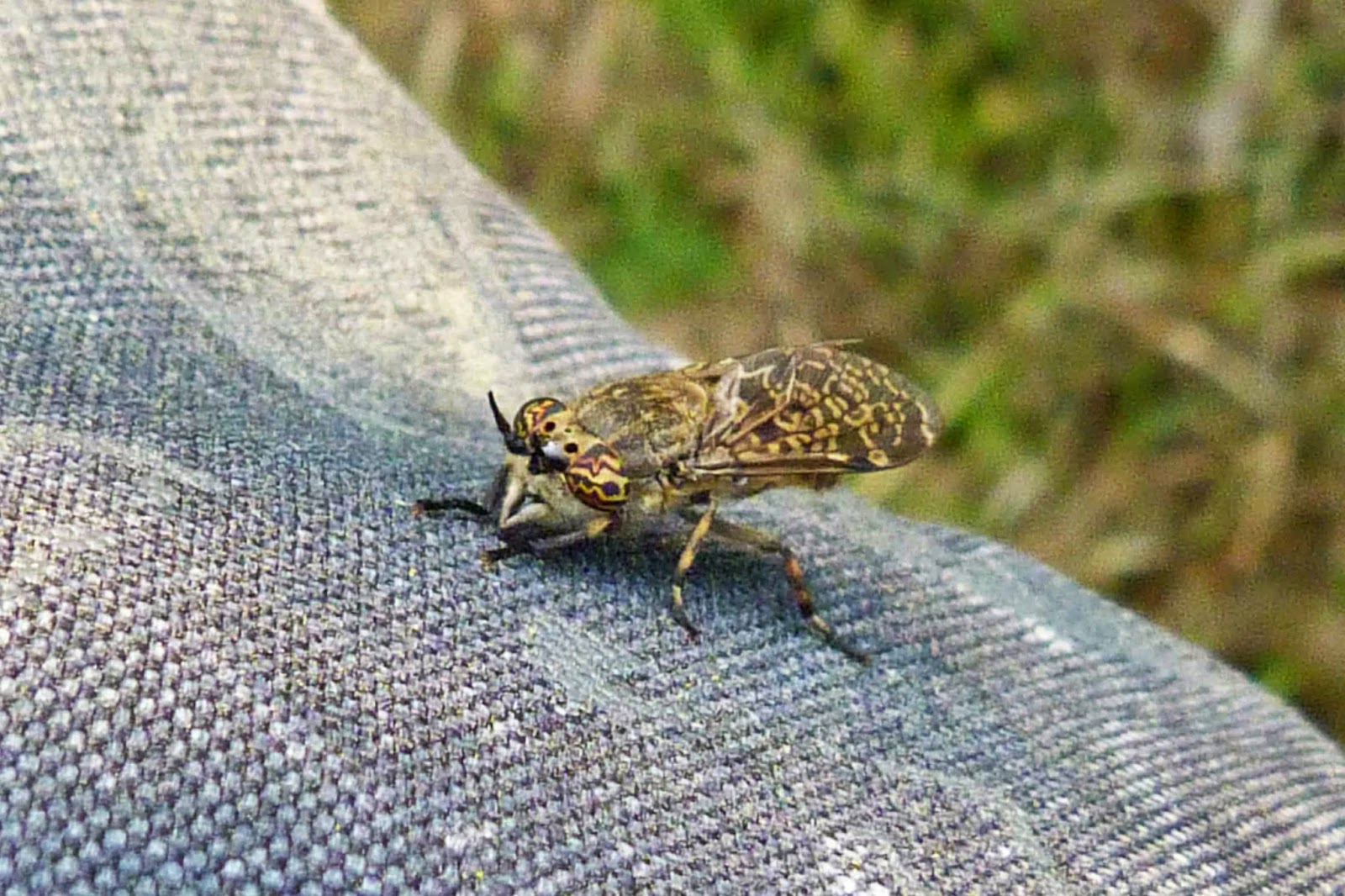 Insects of Scotland: Mosquitoes/Midges/Horseflies