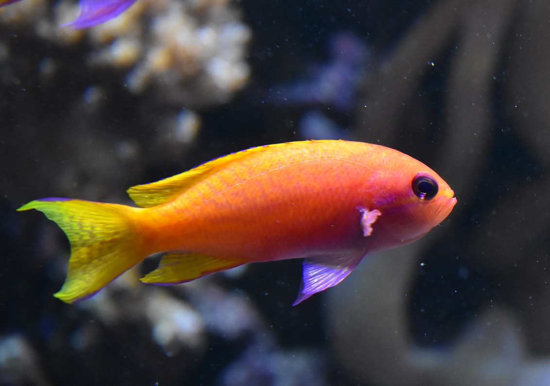 ZOOTOGRAFIANDO (6.100 ANIMALS): ANTIAS DE COLA AMARILLA DE DOS PUNTOS ...