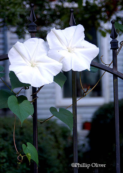 Moonflower