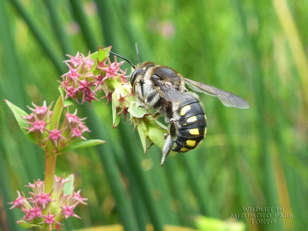 トモンハナバチ Tomon-hanabachi Wool Carder Bee-水元公園の生き物