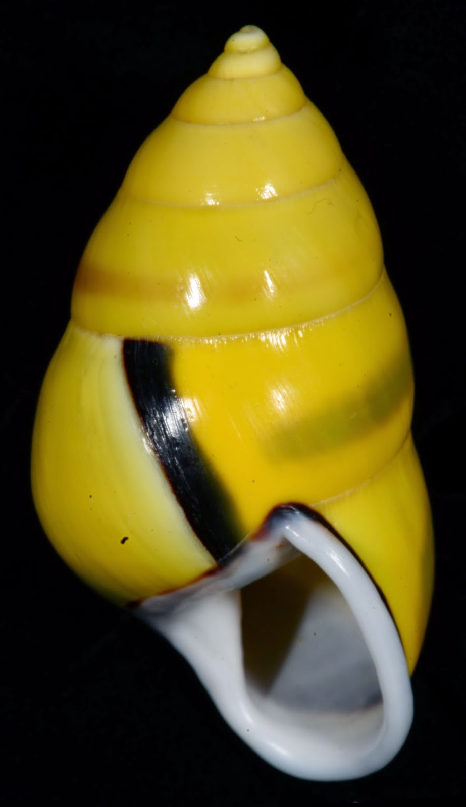 Dr. Lee's Gallery Museum: Amphidromus perversus butoti color form ...