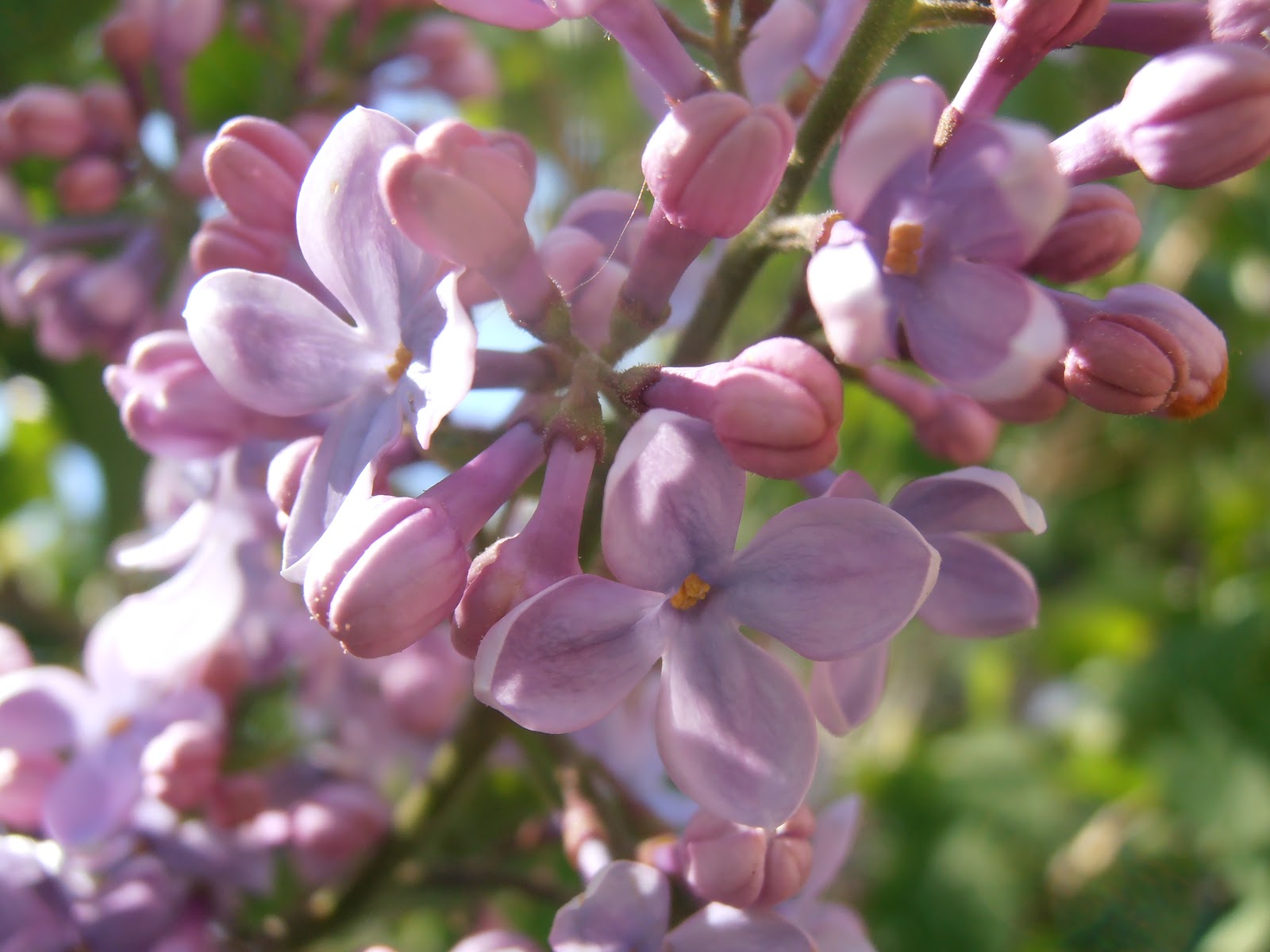 LILO: Syringa vulgaris | Plantas rioMoros