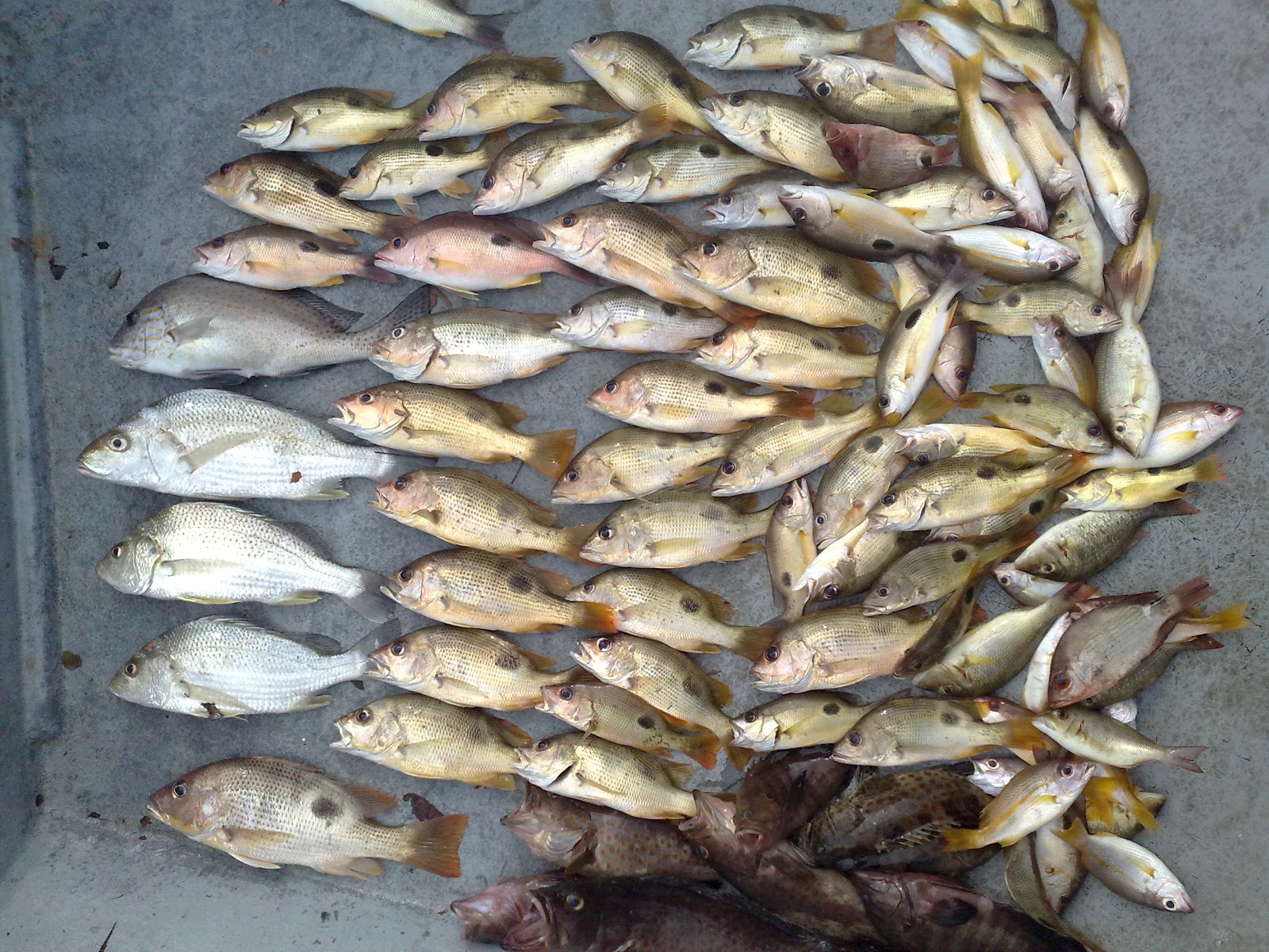 Sedang Mancing ~ AEROTELS FISHING CLUB