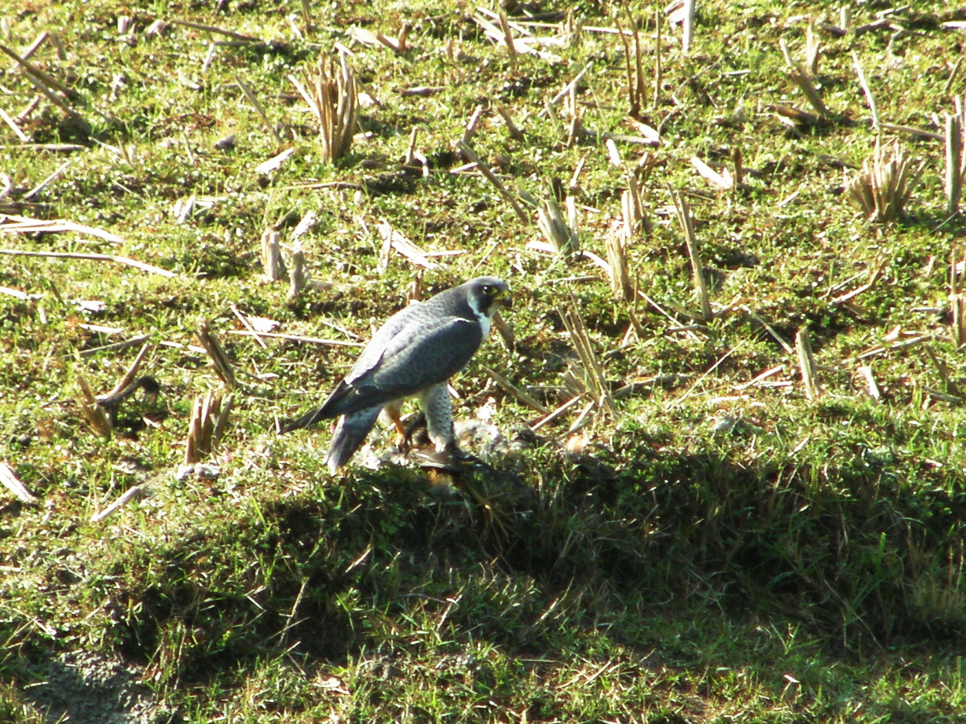 Raptors of Nepal: Raptors of Nepal