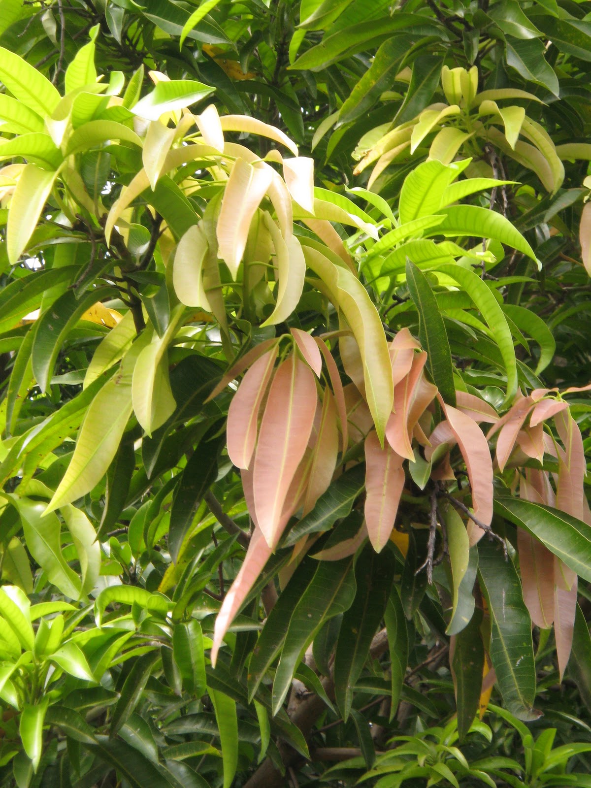 bucaio: Turning A New Leaf