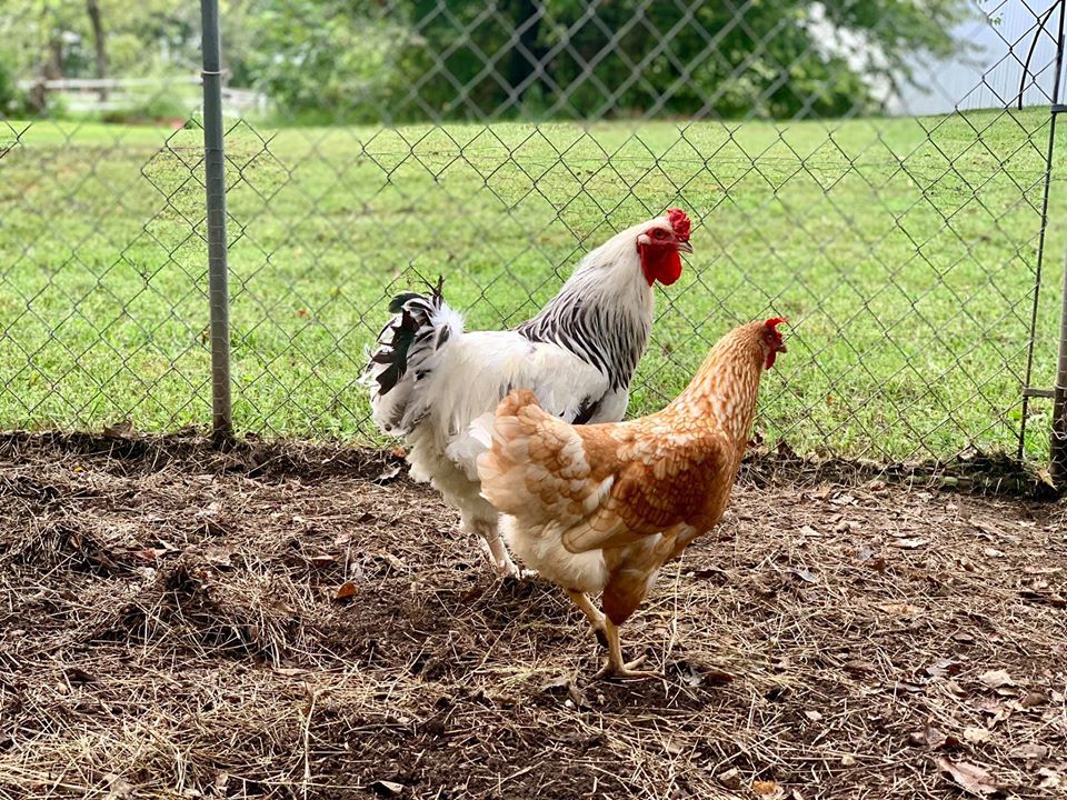 Hens~ Our Egg Layers