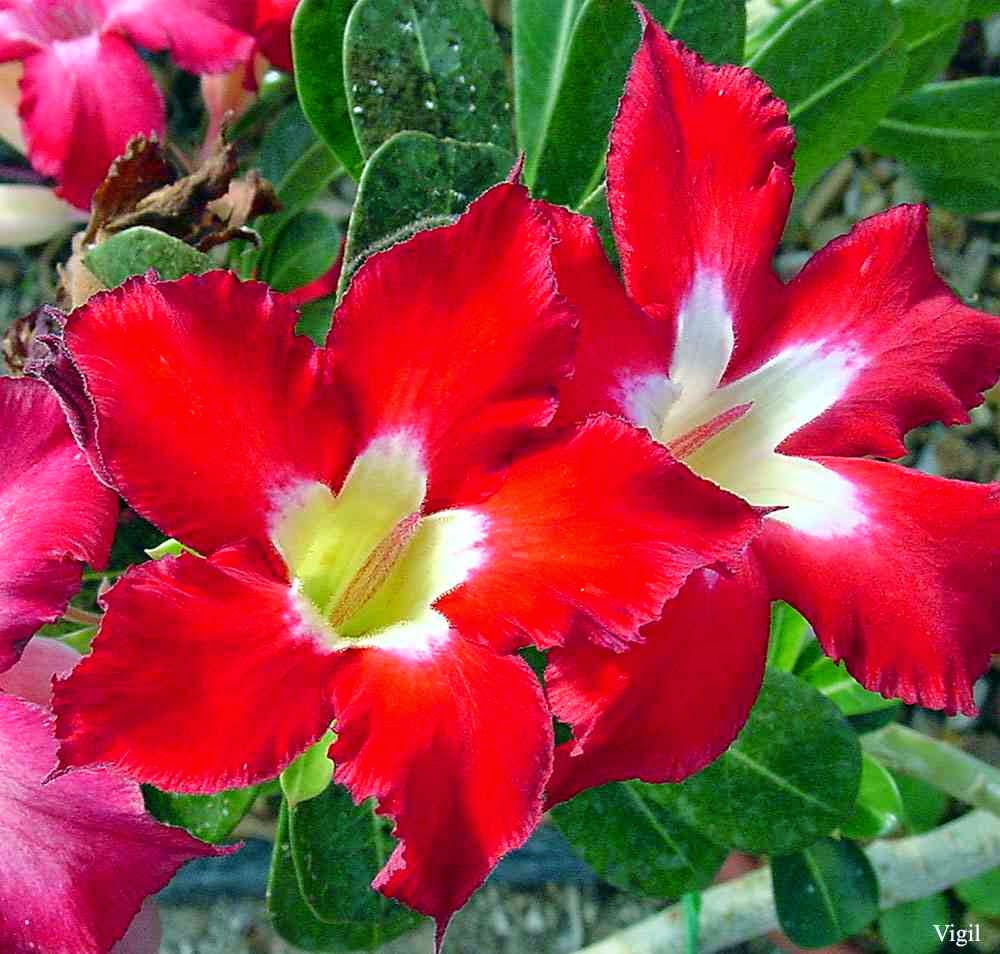 FLOWEROUND - certainly, for you.: Adenium