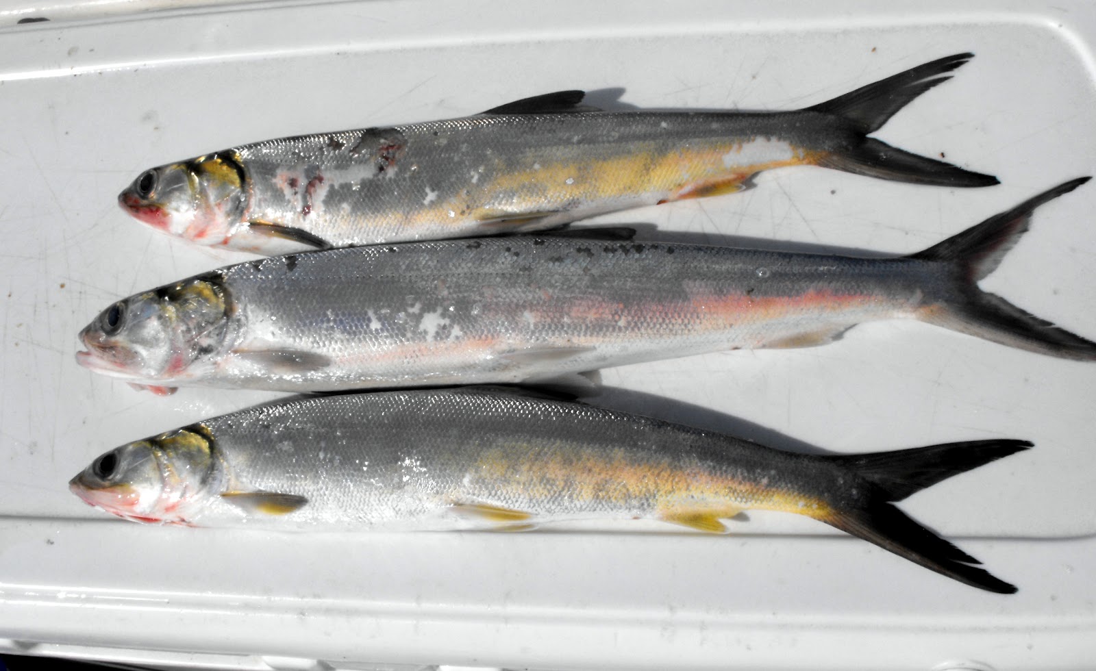 Top Water Charters Fishing Reports and News Beaufort Morehead City ...