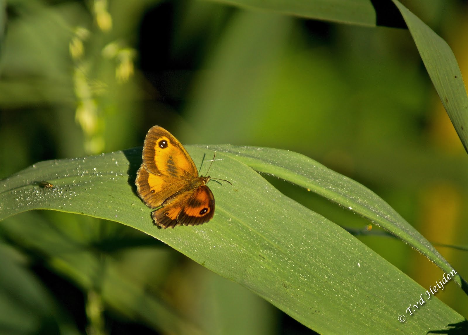 Theo’s Natuur Momenten: DE INSECTEN VAN HET KEMPEN~BROEK