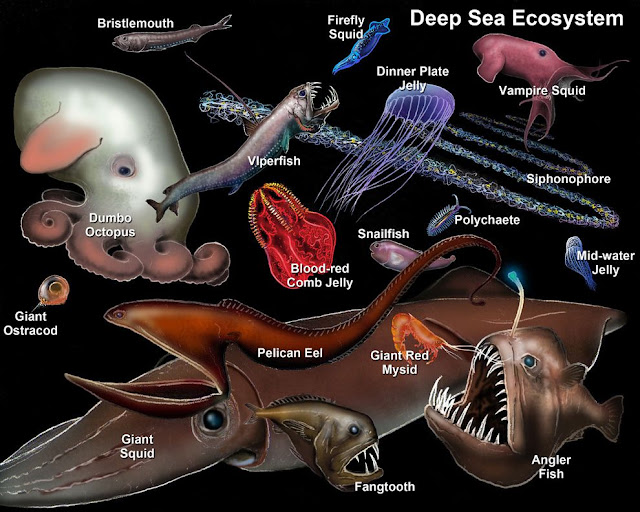 Ocean trenches are long, narrow depressions on the seafloor. These ...