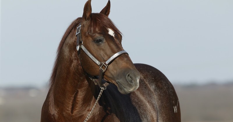 MAURO PENZA REINING NEWS: CUTTING IN LUTTO : E' MORTO HIGH BROW CAT