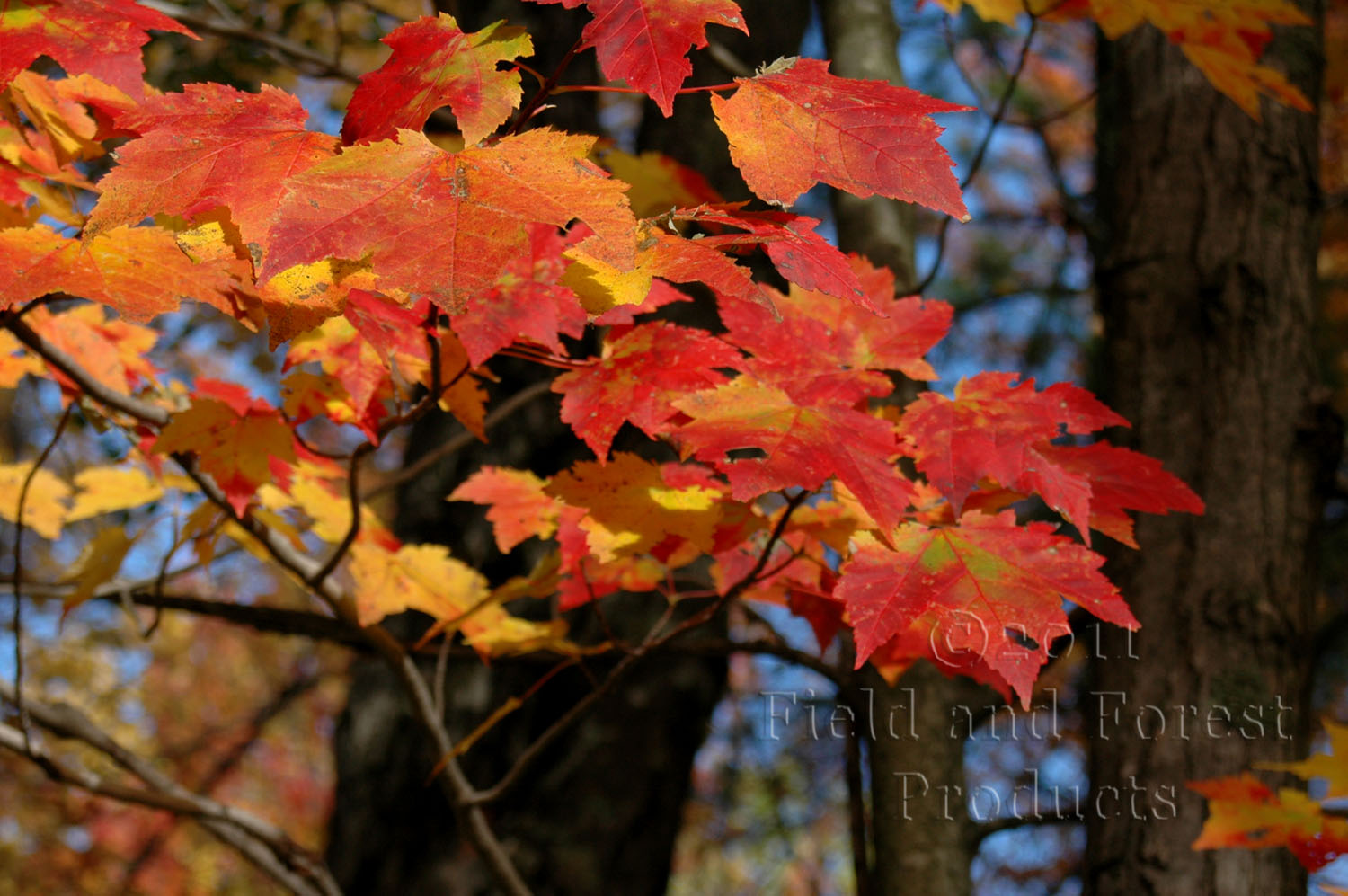 Mushrooming Together