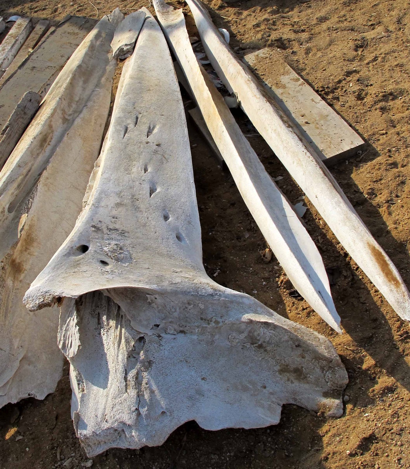 Lakwatsa ni PinoyBedou.......: Magnificent Farasan - (Farasan Island ...