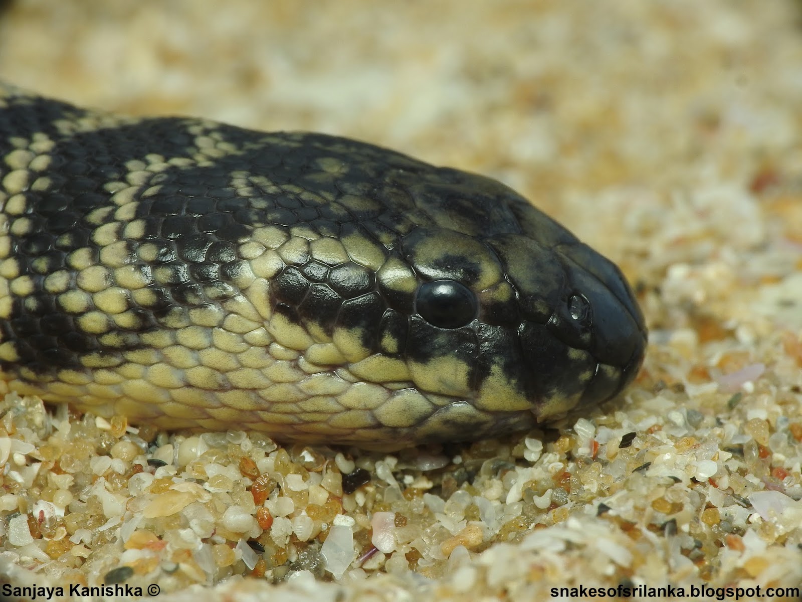 Shaw's Sea Snake/ශ්වෝගේ කුඩා මුහුදු නයා(Hydrophis curtus-Shaw, 1802)