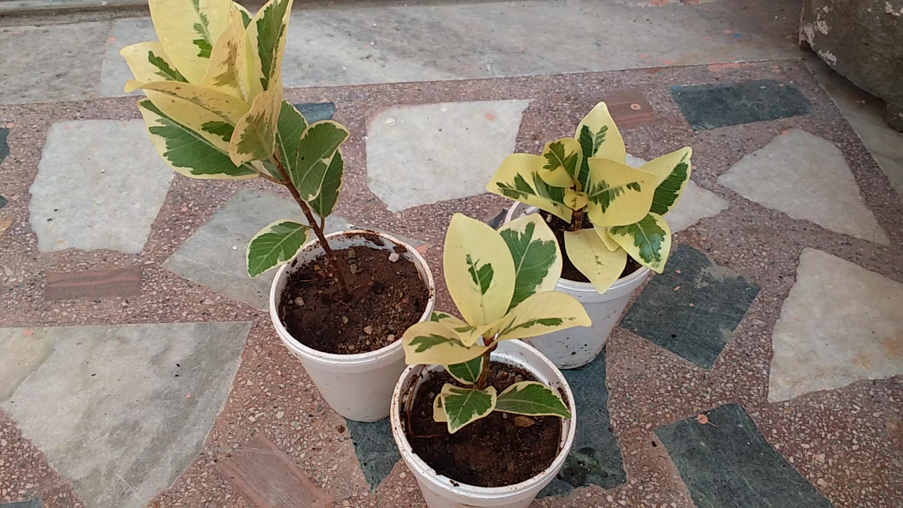 How to grow starlight ficus / moon star ficus - Gardening basics