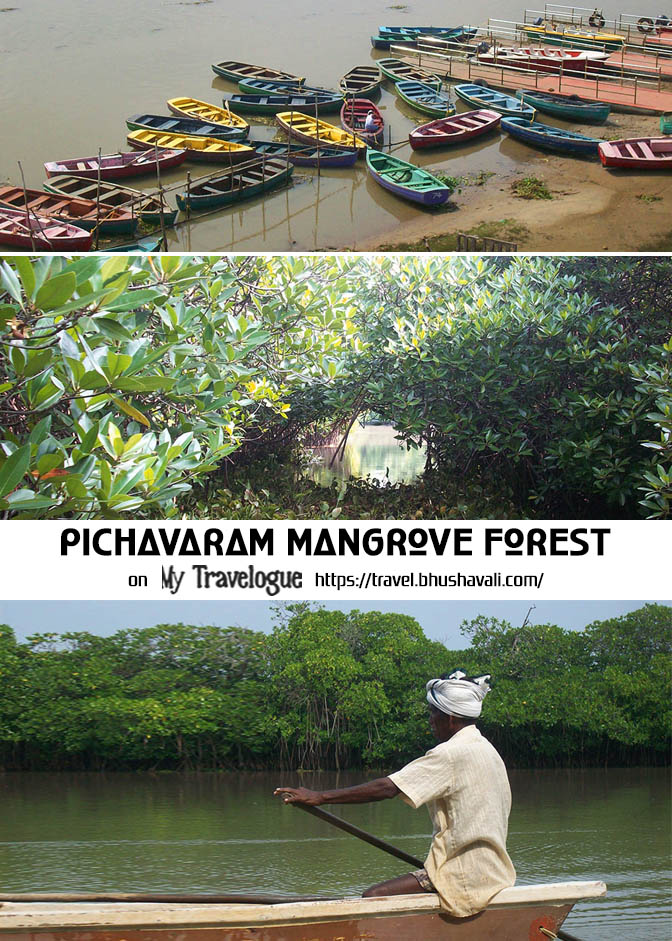Pichavaram Mangrove (Cuddalore - Tamil Nadu) | My Travelogue - Indian ...