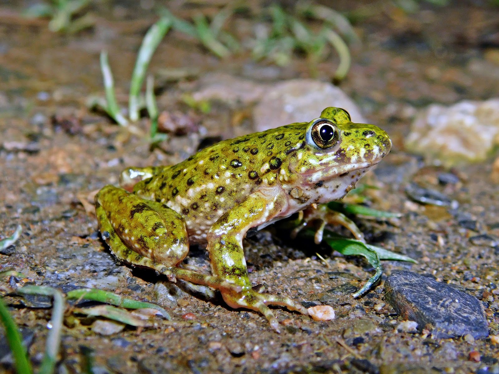 (Paleo-)Herpetología: Pelodytes punctatus - Sapillo moteado septentrional
