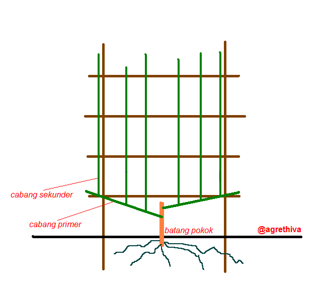 Jual Bibit Anggur Merah Blitar: Menanam Anggur Di Lahan Sempit (Anggur ...